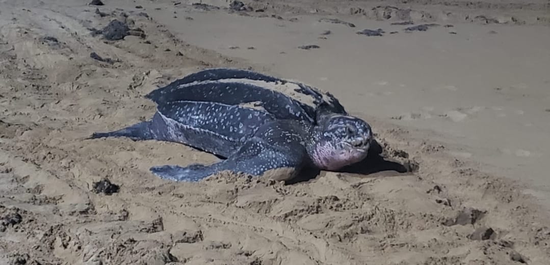 Comienza la planificación de la temporada de anidación de tinglares ...